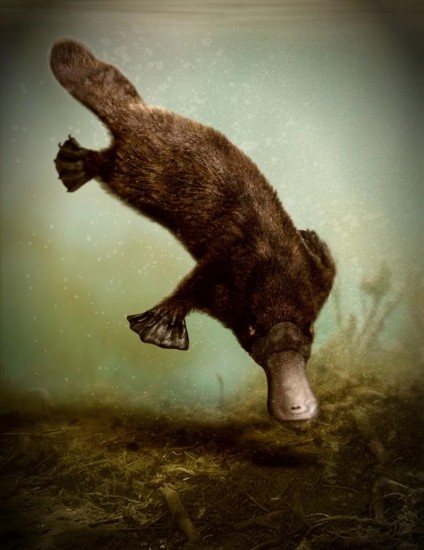 Platypus by AM › daz studio