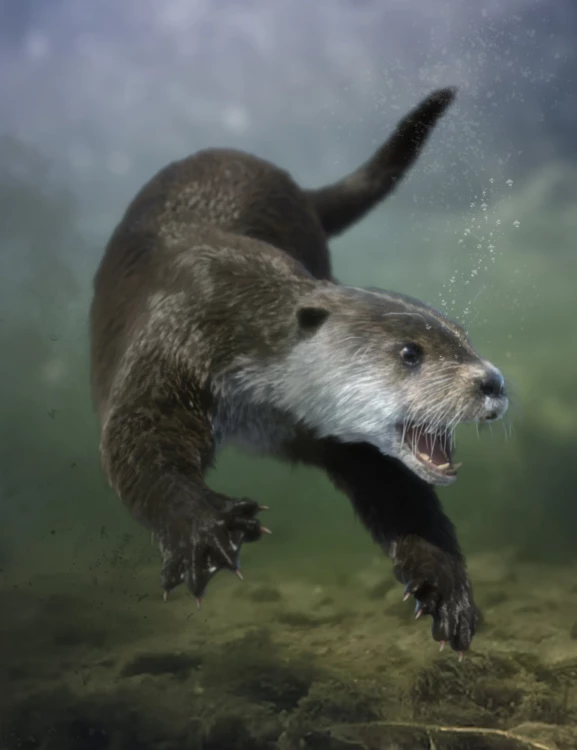 Otter by AM › daz studio