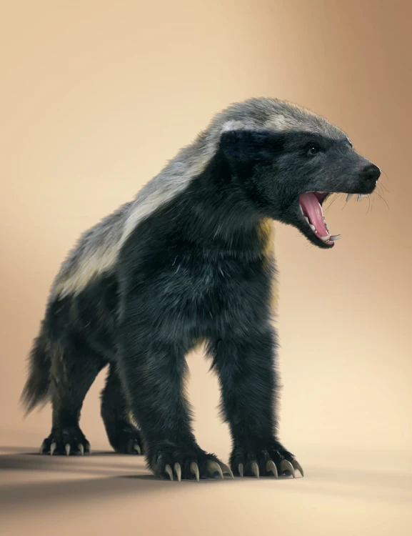Honey Badger by AM › daz studio